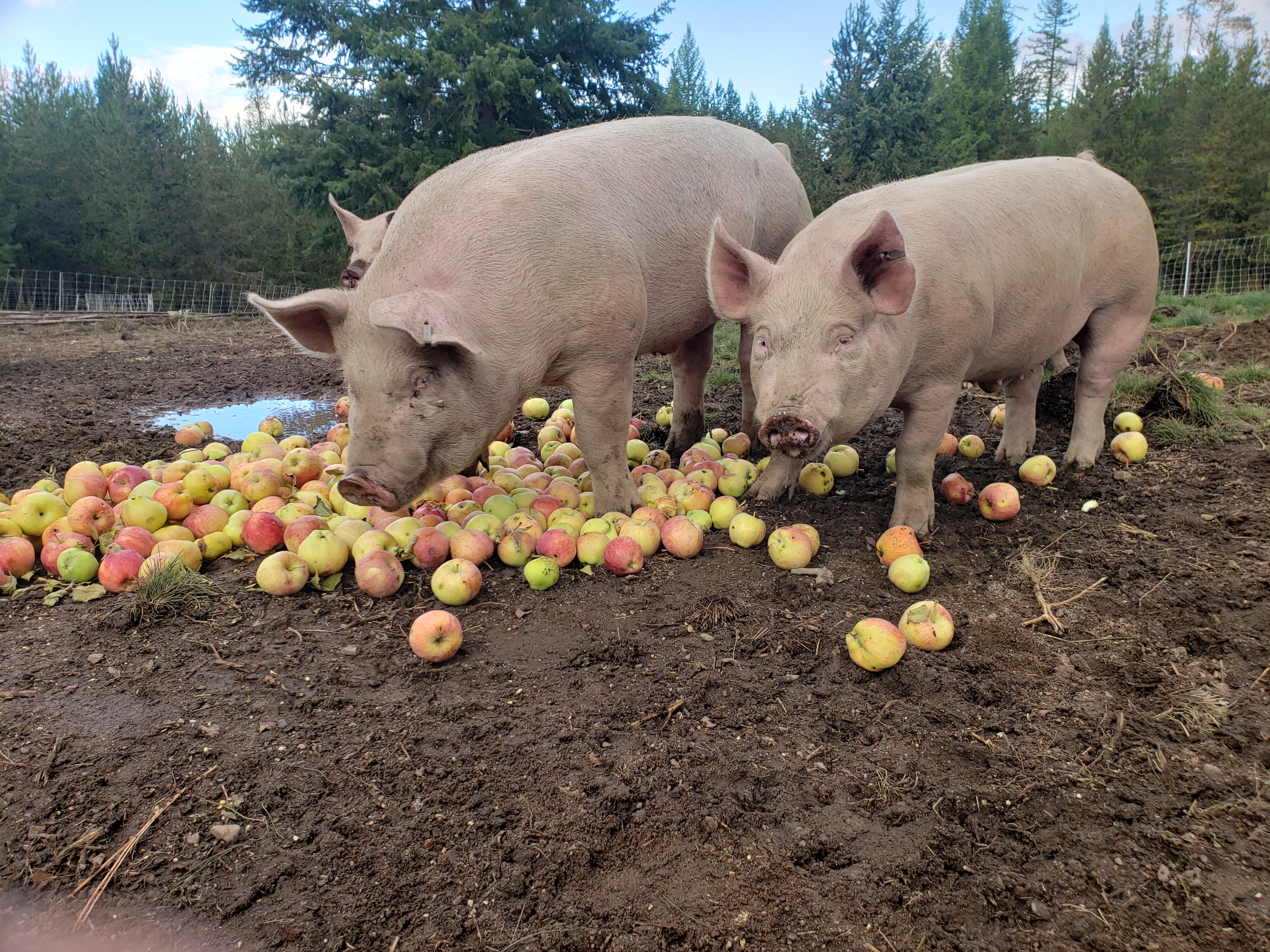 Half Hog – Spirit Valley Farm
